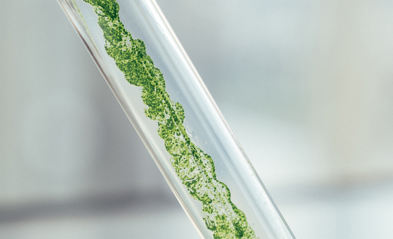 Algal Bio | Portfolio | Abies Ventures