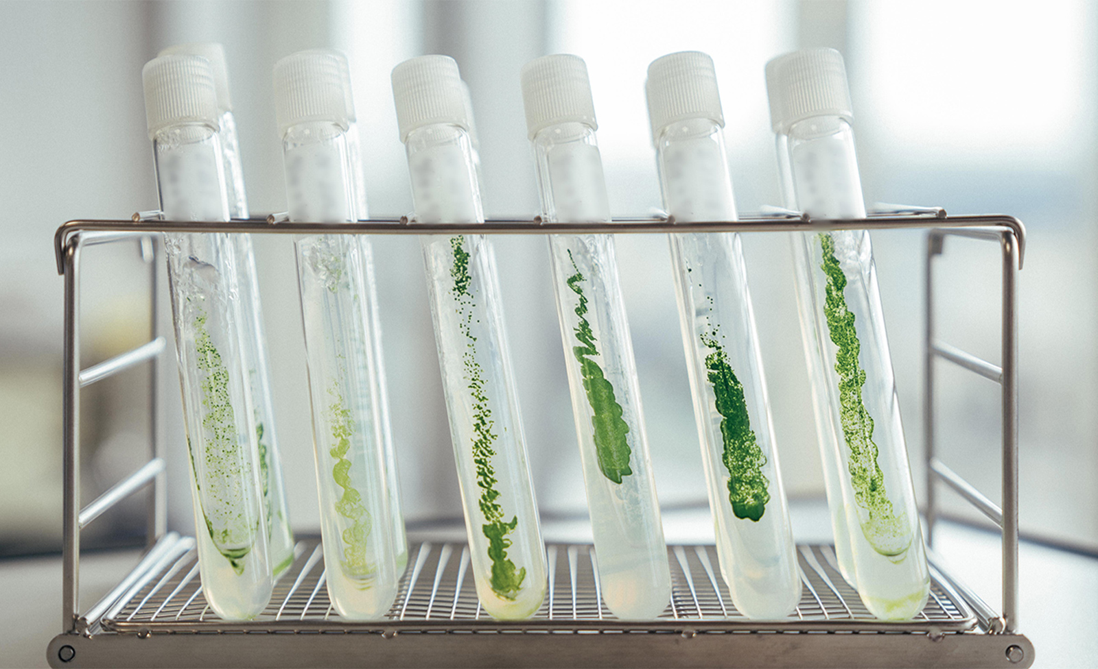 Algal Bio | Portfolio | Abies Ventures